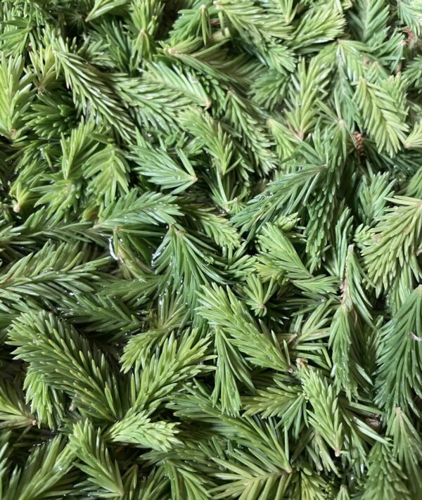 Homemade Spruce Tip Syrup (Easy Boiling Method) — Hirvoja Farm