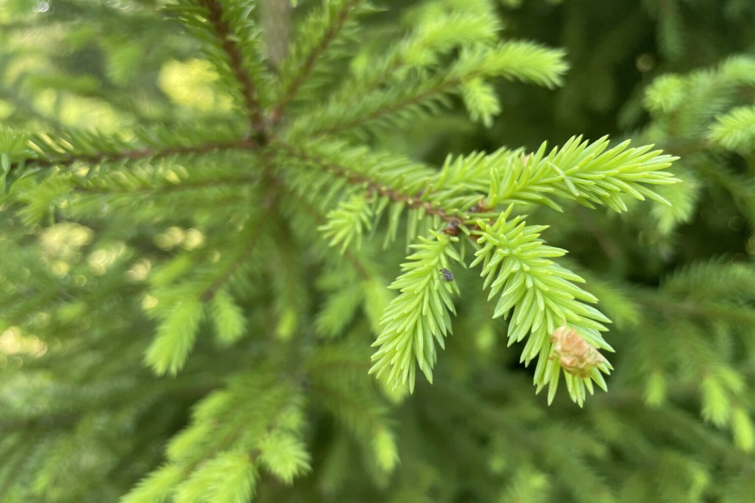Homemade Spruce Tip Syrup (Easy Boiling Method) — Hirvoja Farm